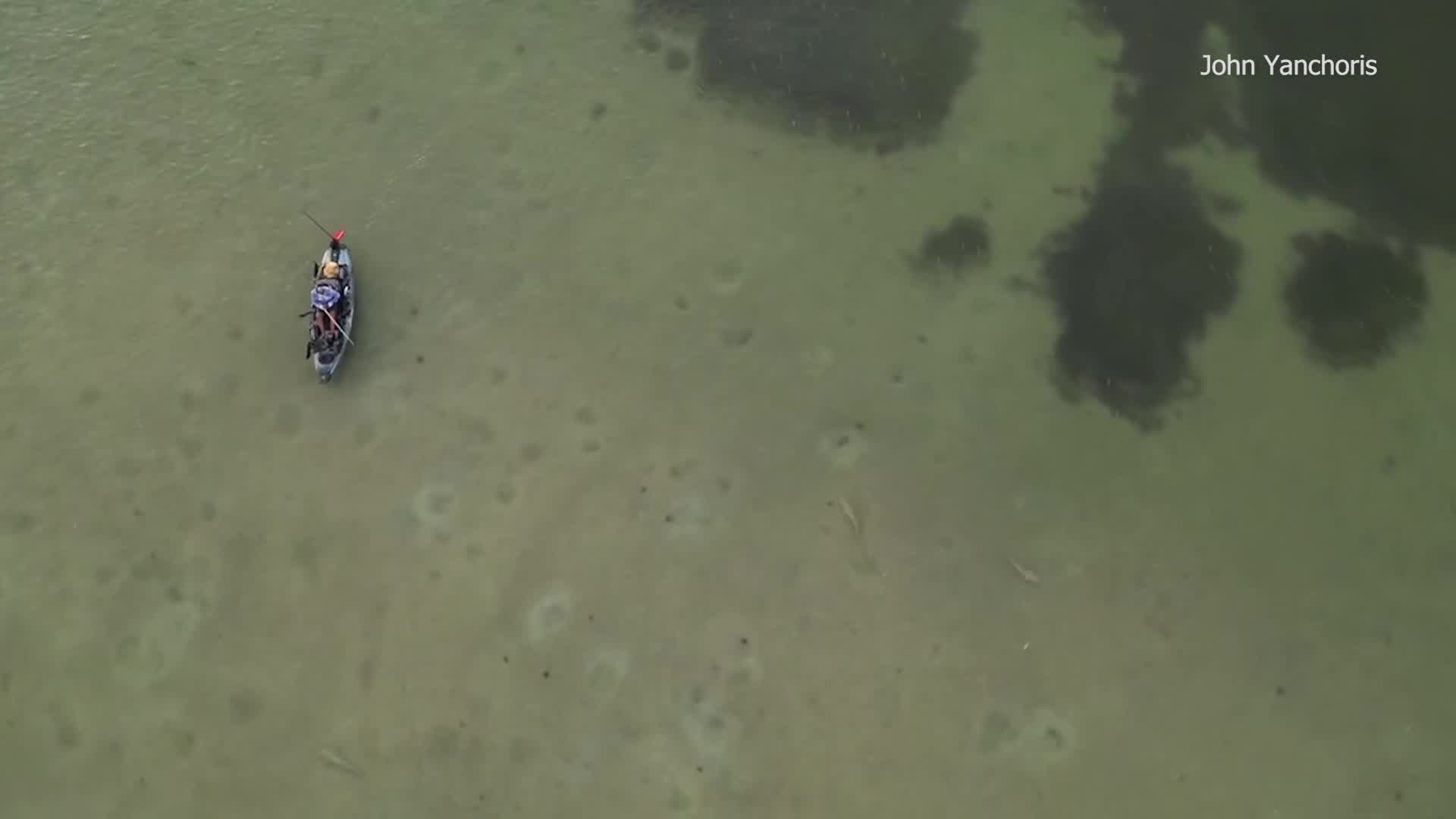 ‘He can’t see the shark but I can’: Sharks spotted off Dunedin Causeway ...