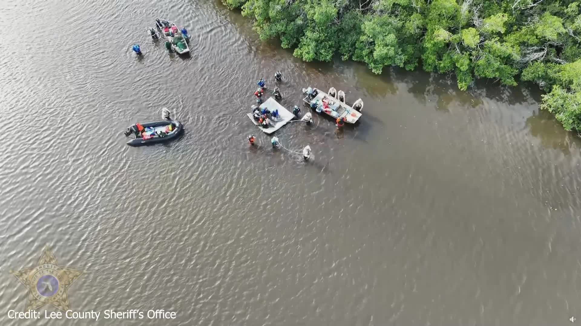 Dolphins rescued from shallow waters near Matlacha – WFLA