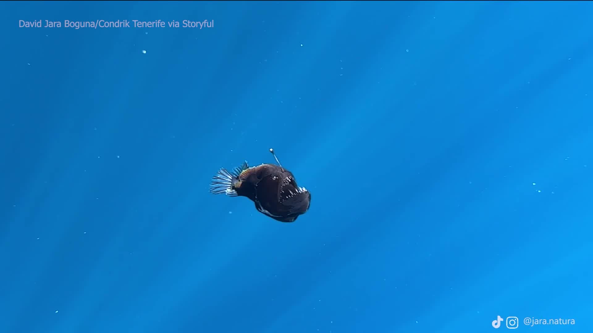 WATCH: Rare ‘black demon’ anglerfish caught on camera for the first ...