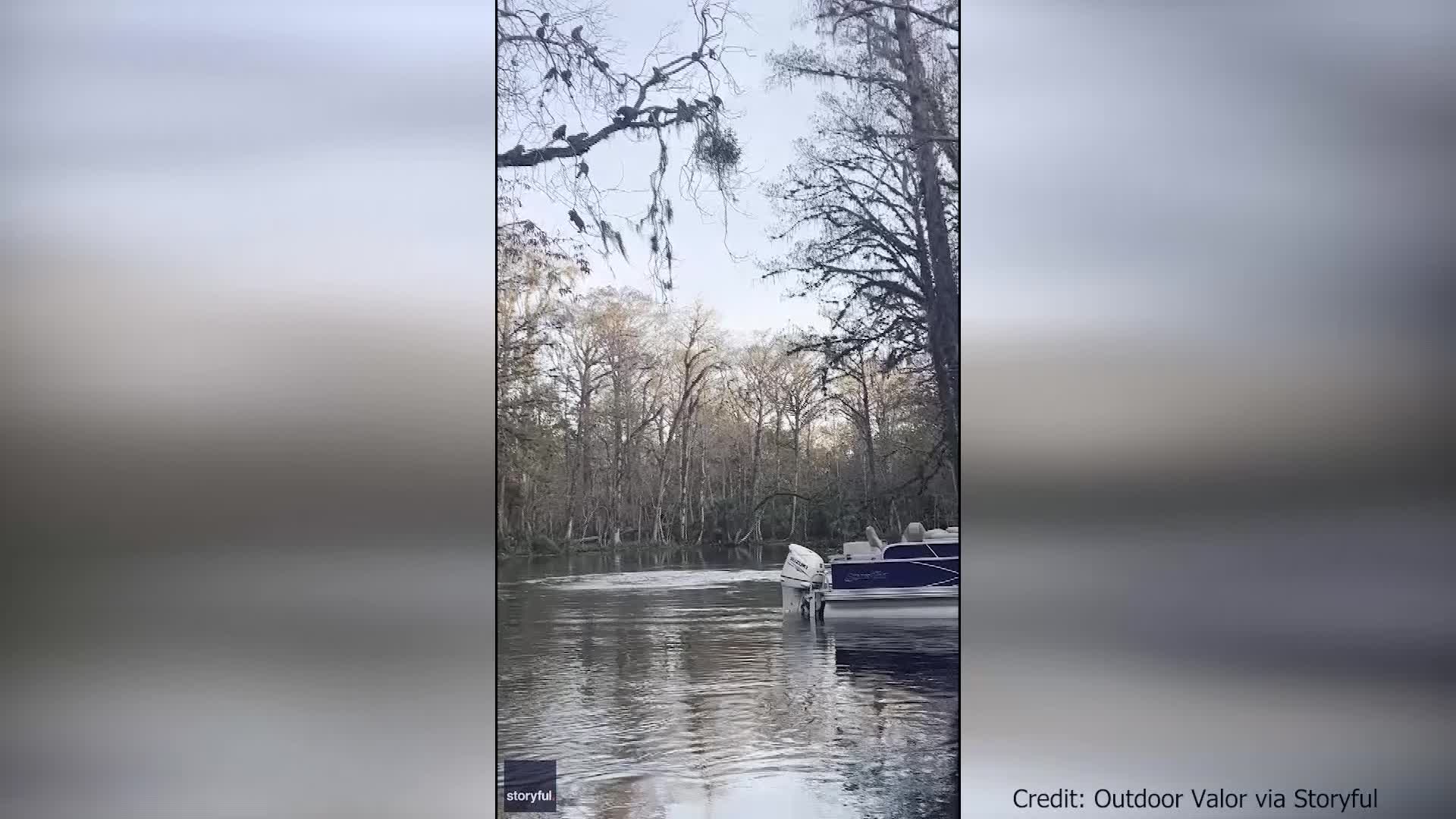 “It’s raining monkeys!” – WFLA