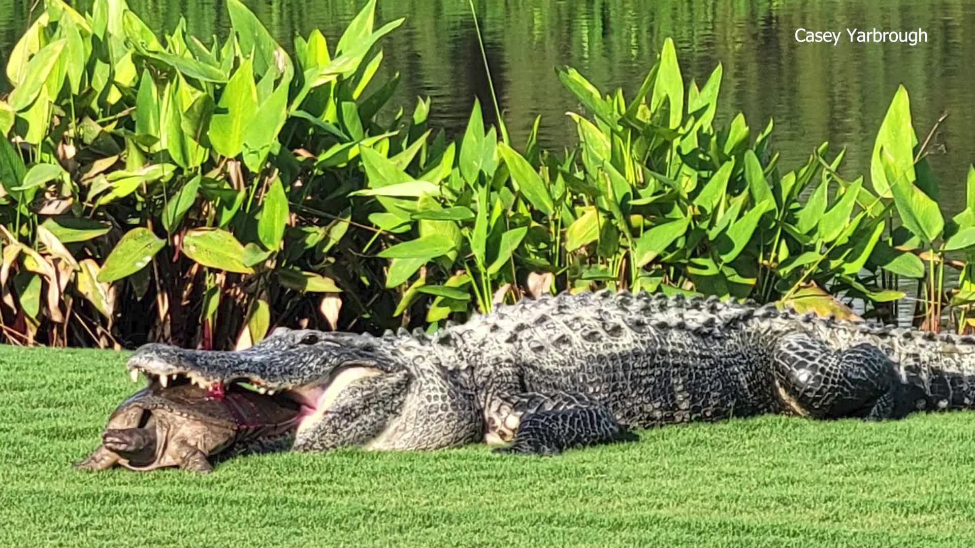 Alligator traps snapping turtle in jaw on Florida golf course – WFLA