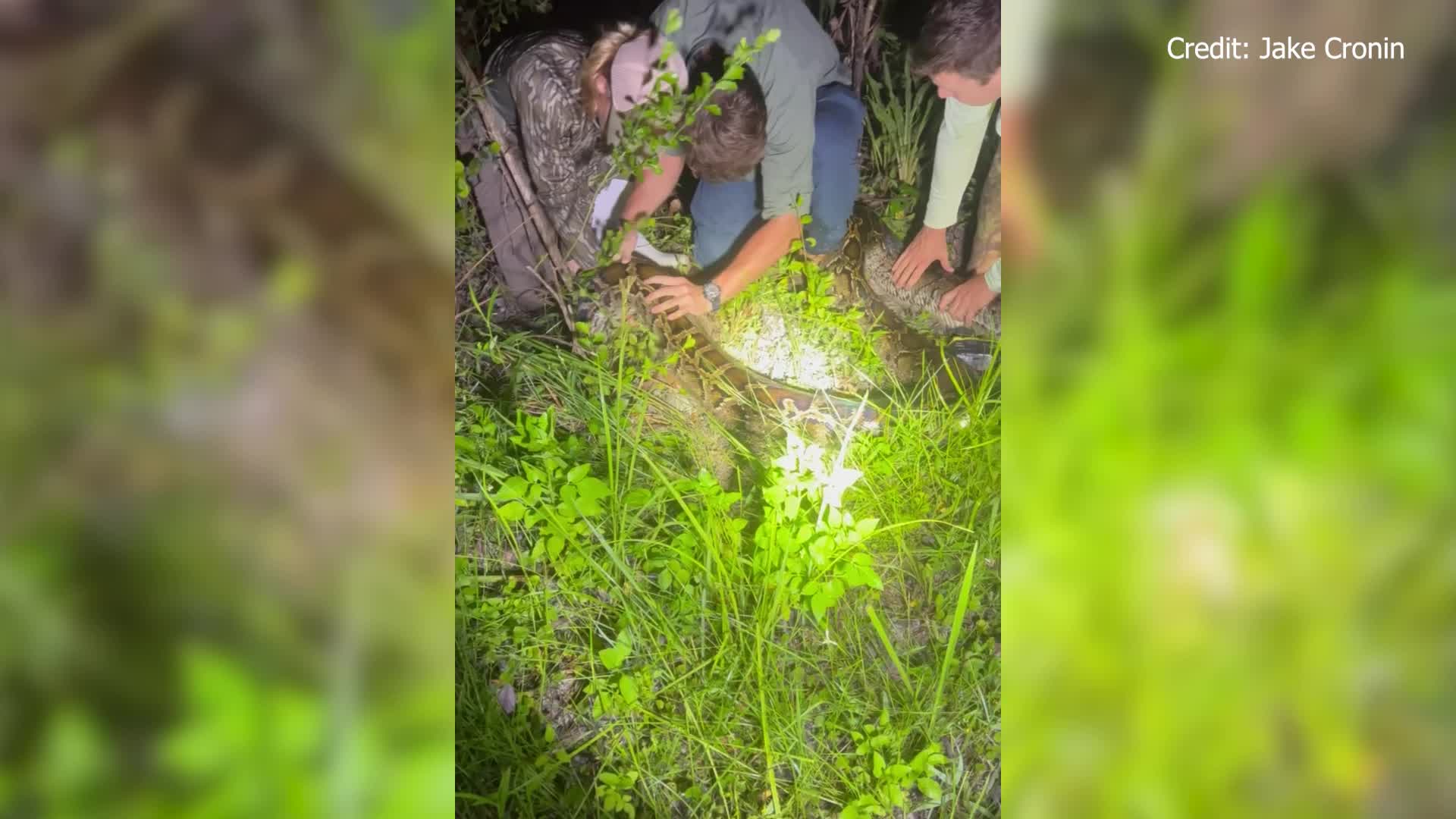 WATCH: Tampa locals capture Burmese python in Everglades – WFLA