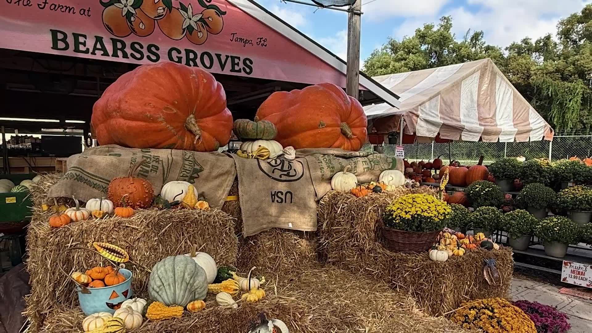 Bearss Grove annual giant pumpkin tradition saved by out-of-state ‘twin ...