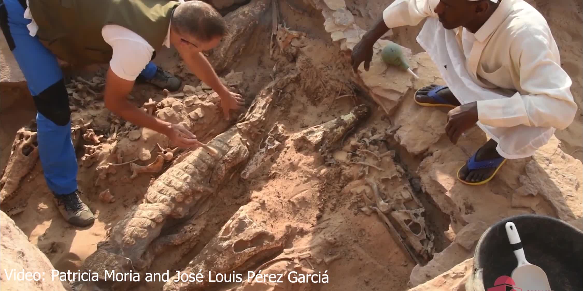Large mummified crocodiles unearthed in Egyptian tomb – WFLA