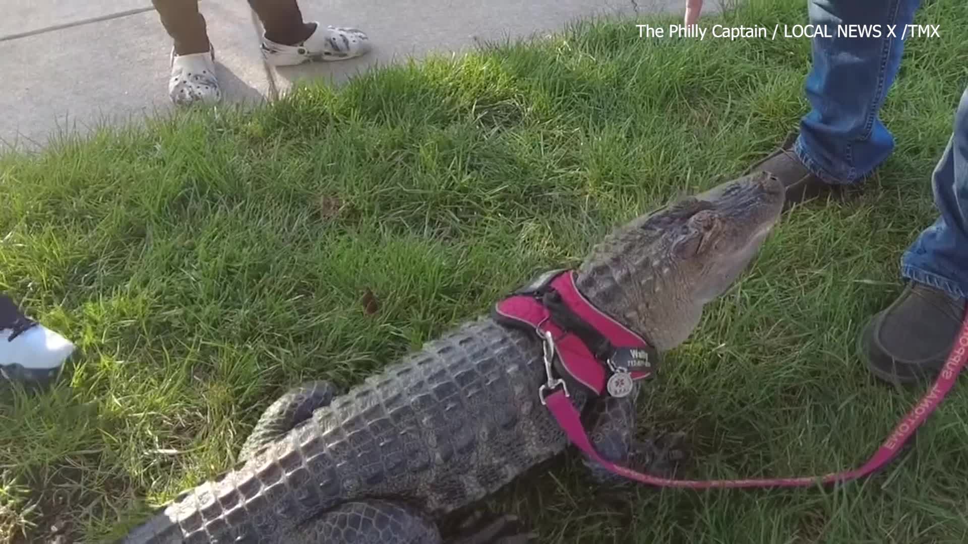 Emotional support alligator denied entry into baseball game – WFLA