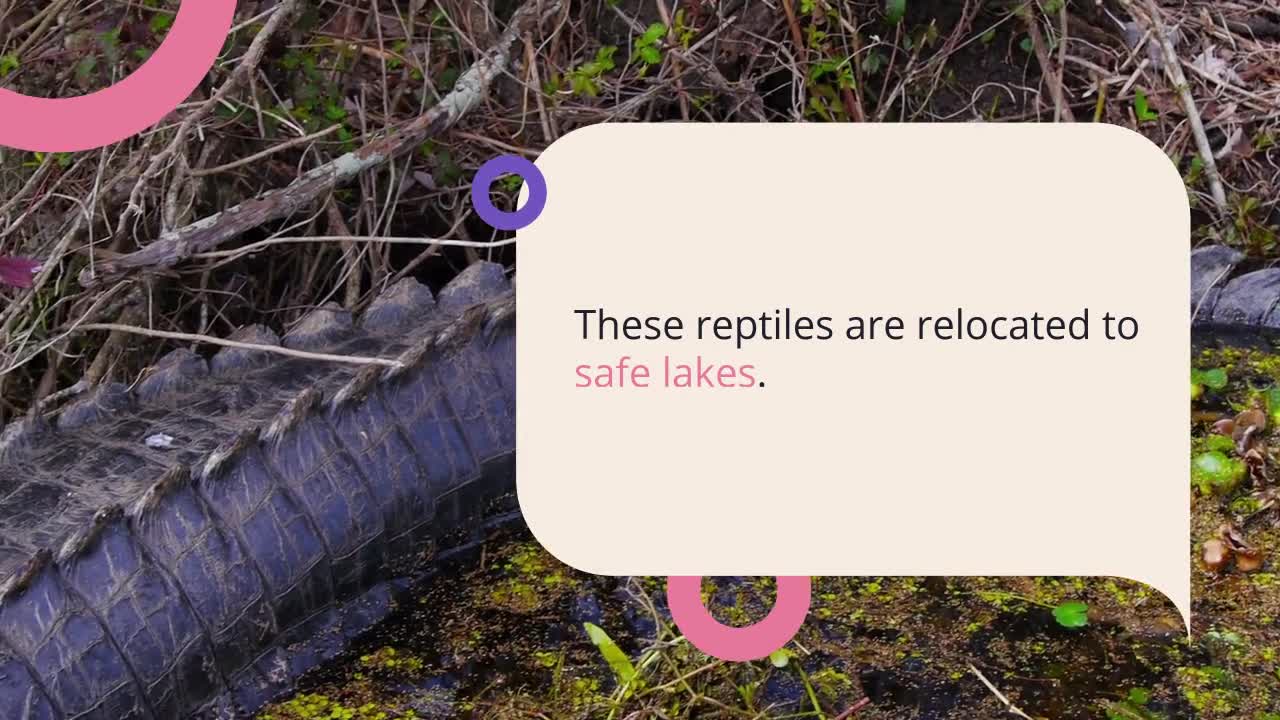 Gatorland launches global conservation nonprofit to save Alligators and ...