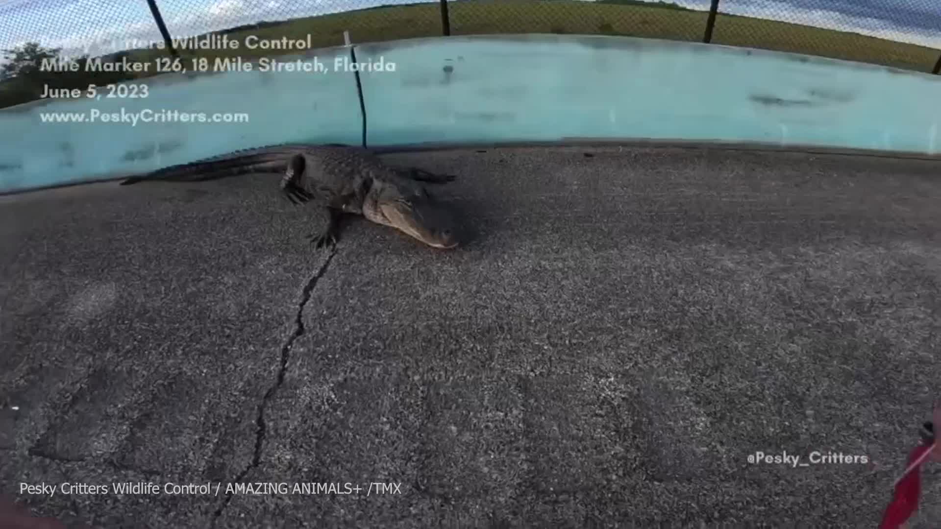 ‘Gator Boys’ star helps deputies wrangle alligator in Florida Keys – WFLA