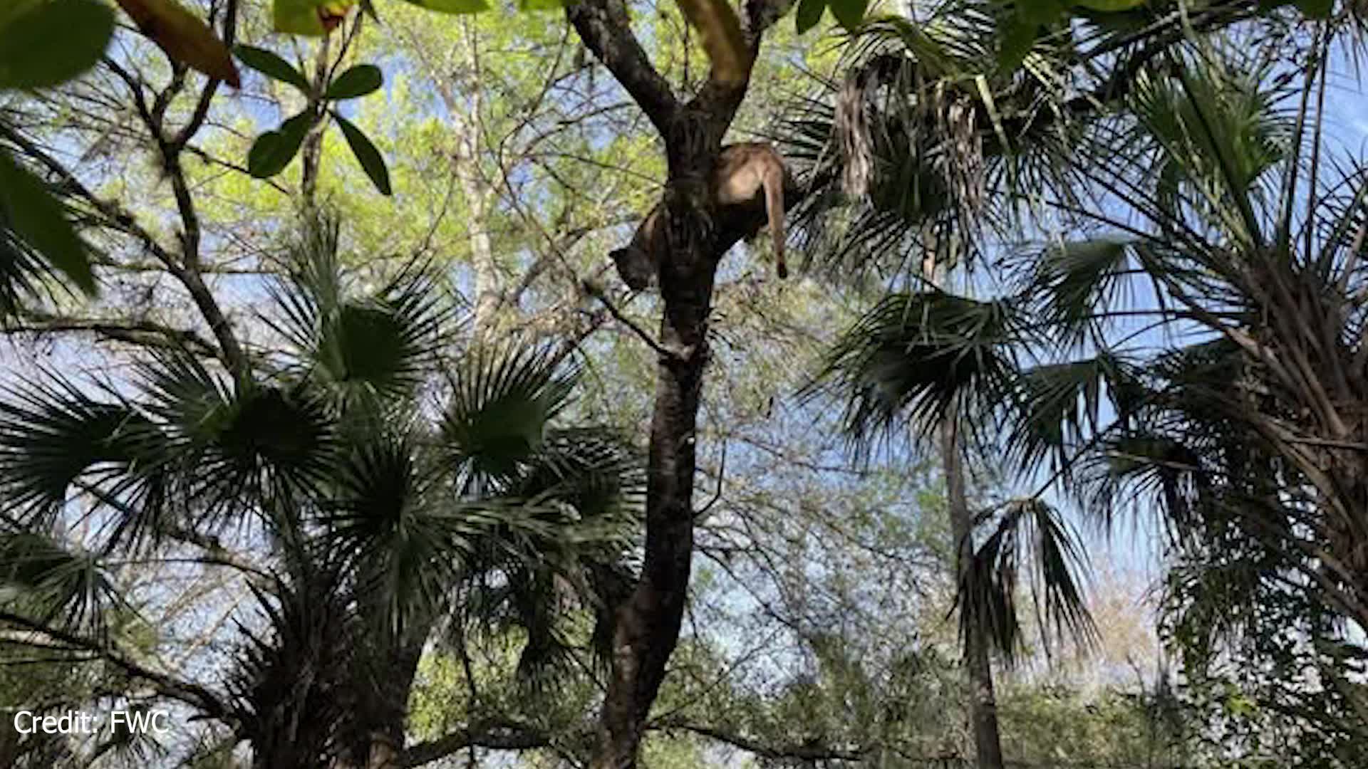 FWC captured and collared its heaviest Florida panther – WKRG News 5