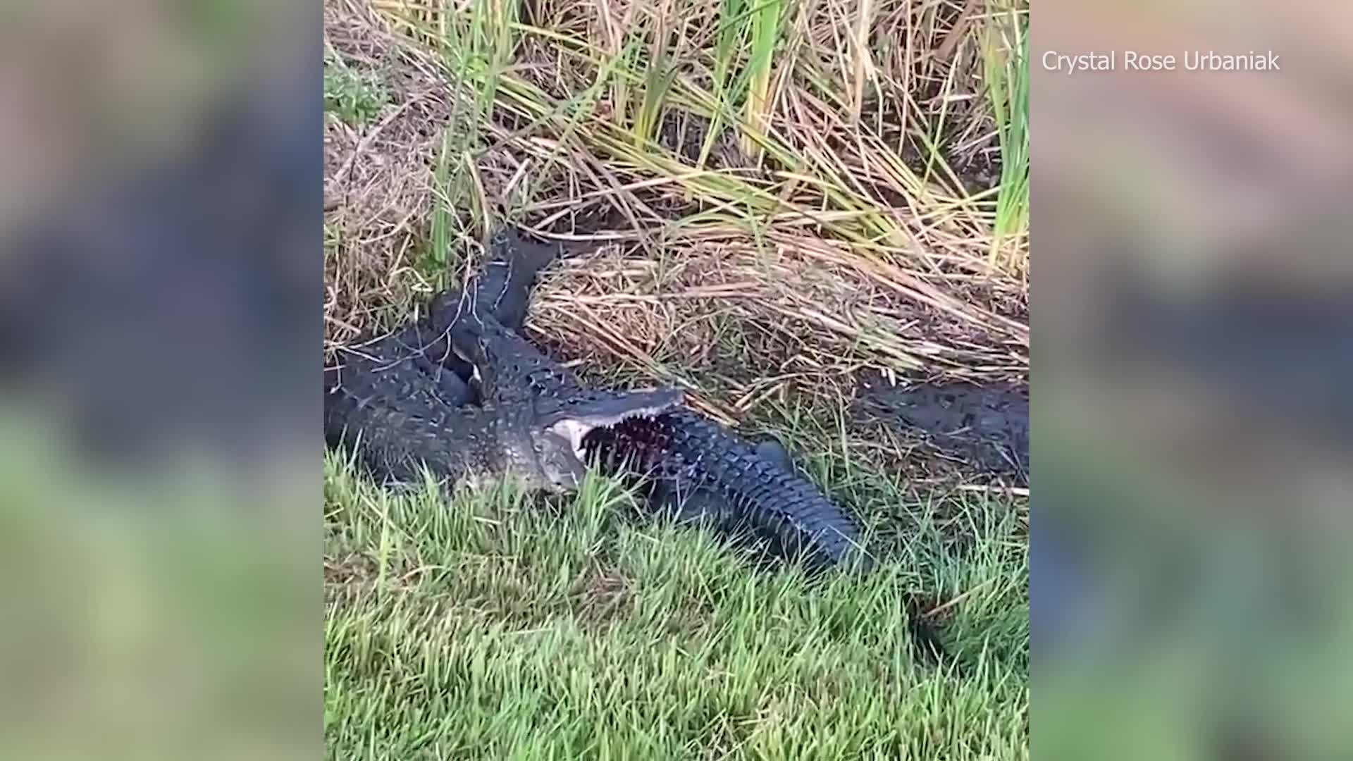 Florida woman spots 2 alligators locked in stalemate – WFLA