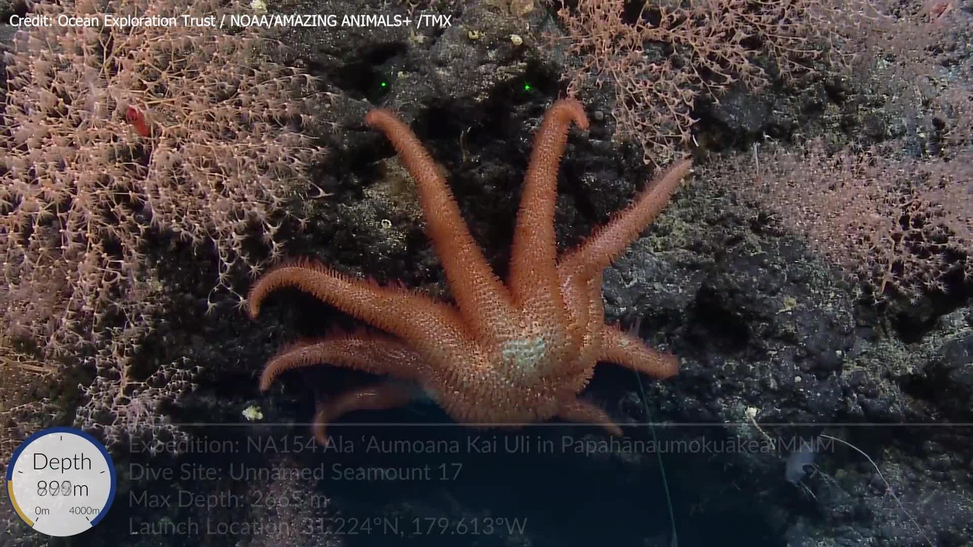 Rare dumbo octopus spotted during deep sea exploration – WFLA