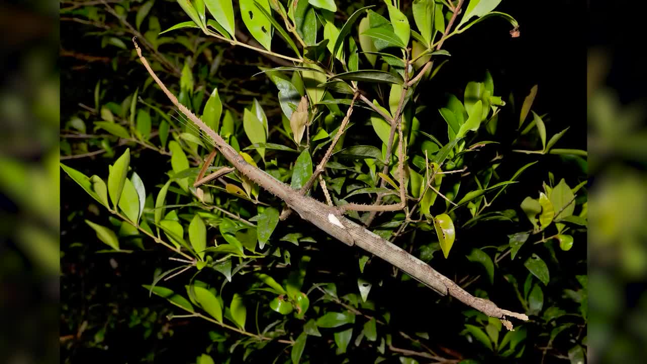 Researchers discover gigantic stick bug – WFLA