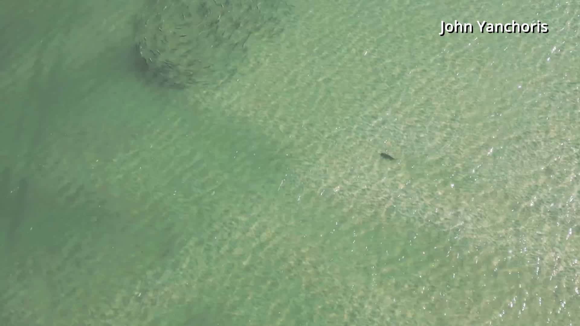 Shark swims into school of fish in Dunedin Causeway – WFLA