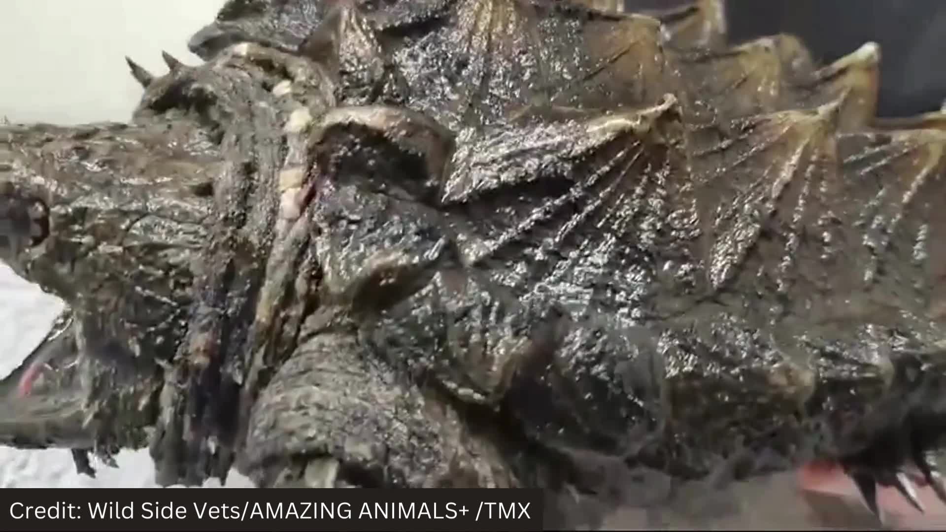 ‘Dinosaur-Like’ Alligator Snapping Turtle Named “Fluffy” that Can Bite ...