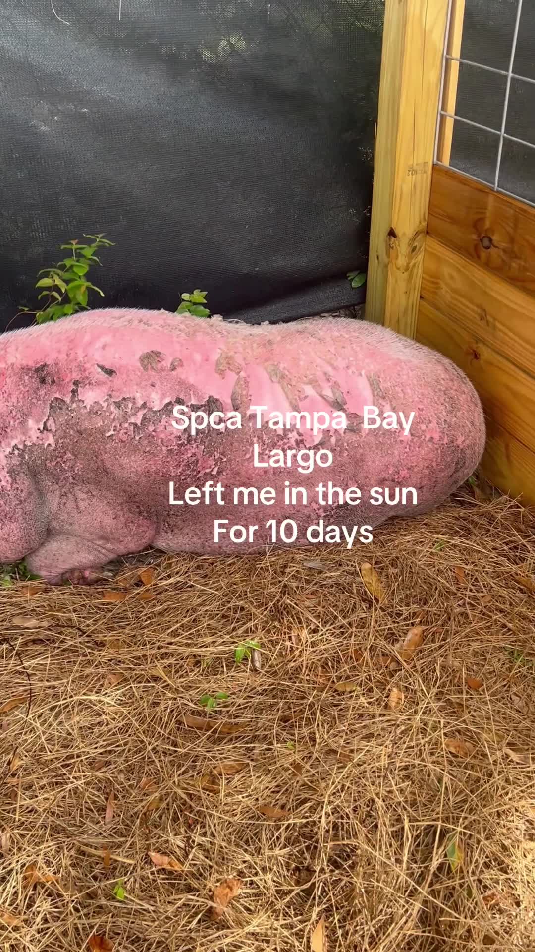 Mini-pig rescue non-profit alleges animal cruelty – WFLA
