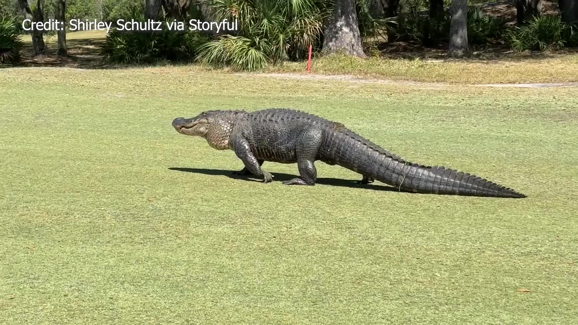 Massive gator spotted roaming Florida golf course – WFLA