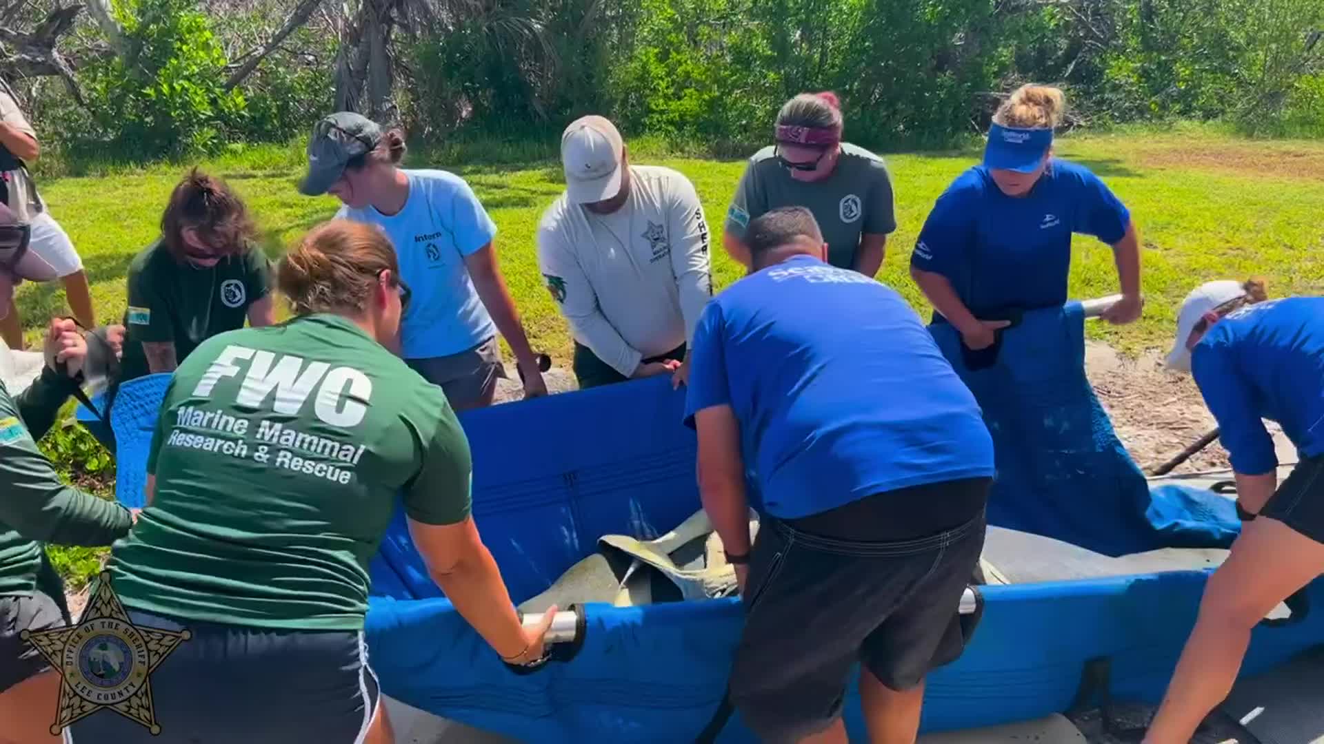 Manatees rescued – WFLA