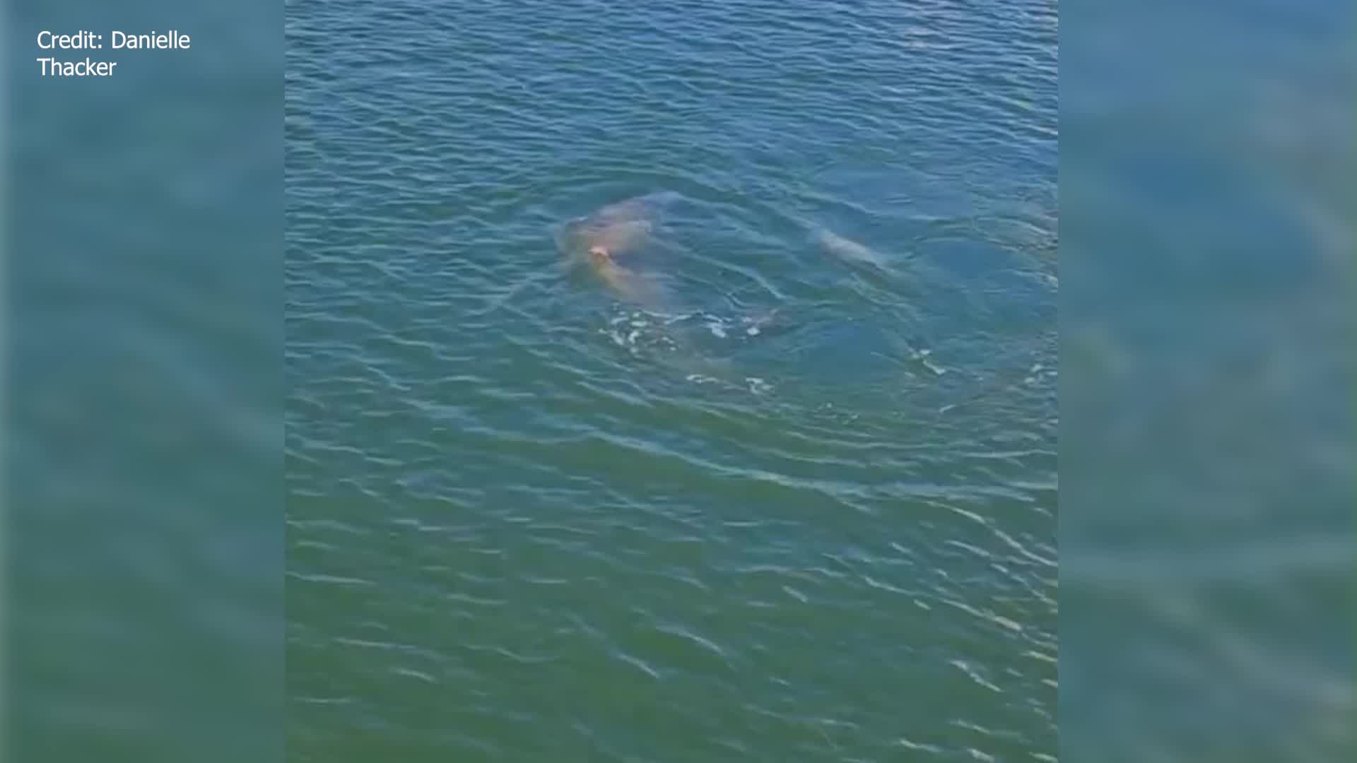 ‘Never seen this in my life’: Dolphin plays tag with baby catfish in ...