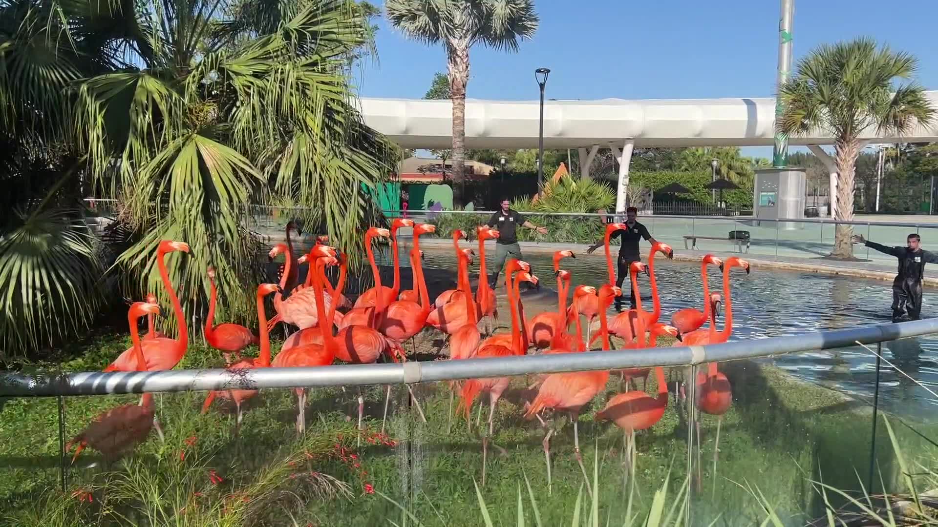 Florida zoo staff wrangles flamingos their annual check-up – WFLA