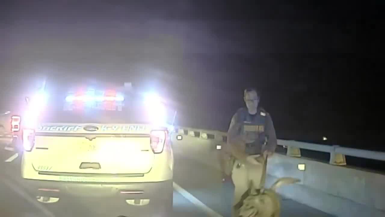 Dramatic video shows Florida deputy saving K-9 that jumped from 75-foot ...