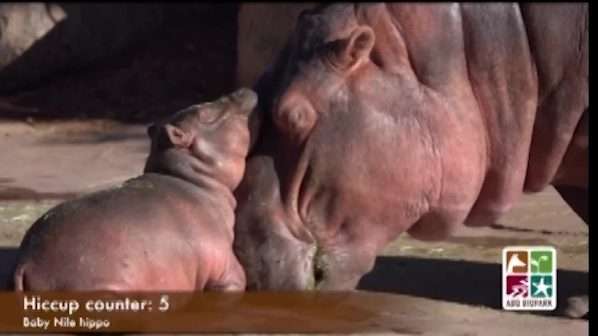 Baby hippo gets the hiccups – WFLA