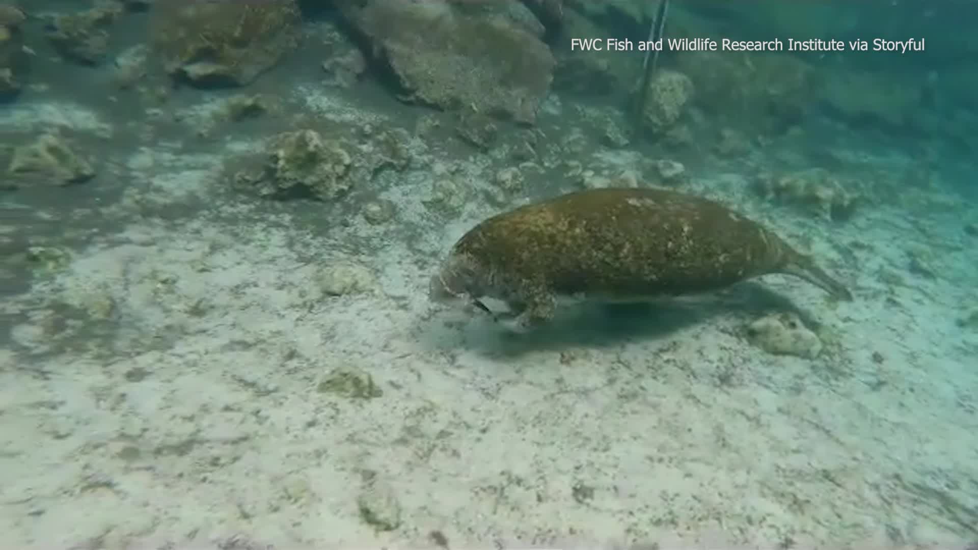Manatee rescued with tangled fin, fishing lure stuck to face – WJET ...