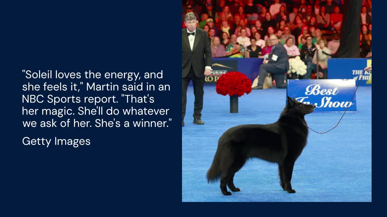 Soleil the Belgian sheepdog wins 2025 National Dog Show – WFLA