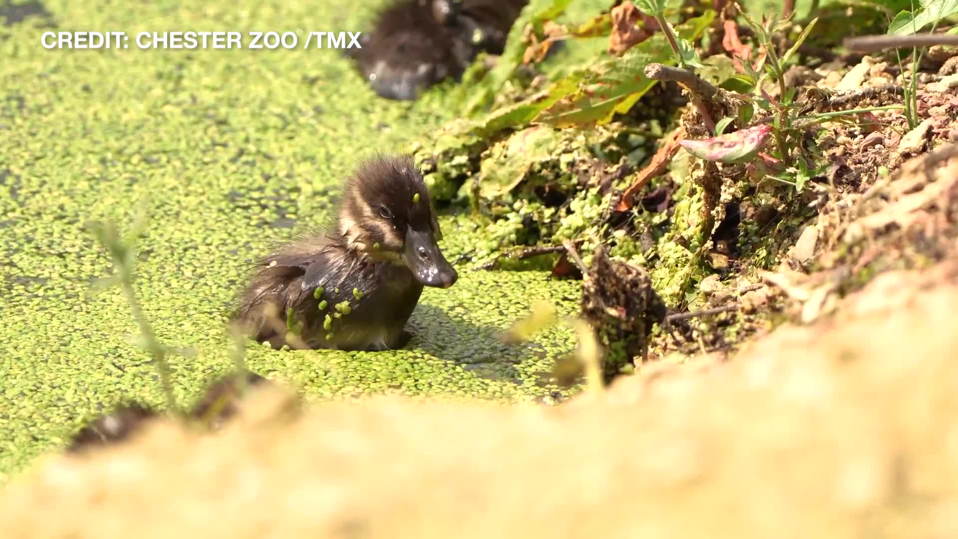Rare ducks born at UK zoo – WFLA
