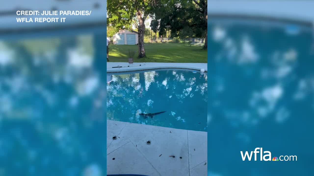 Alligator hangs out in Largo couple’s pool – WFLA