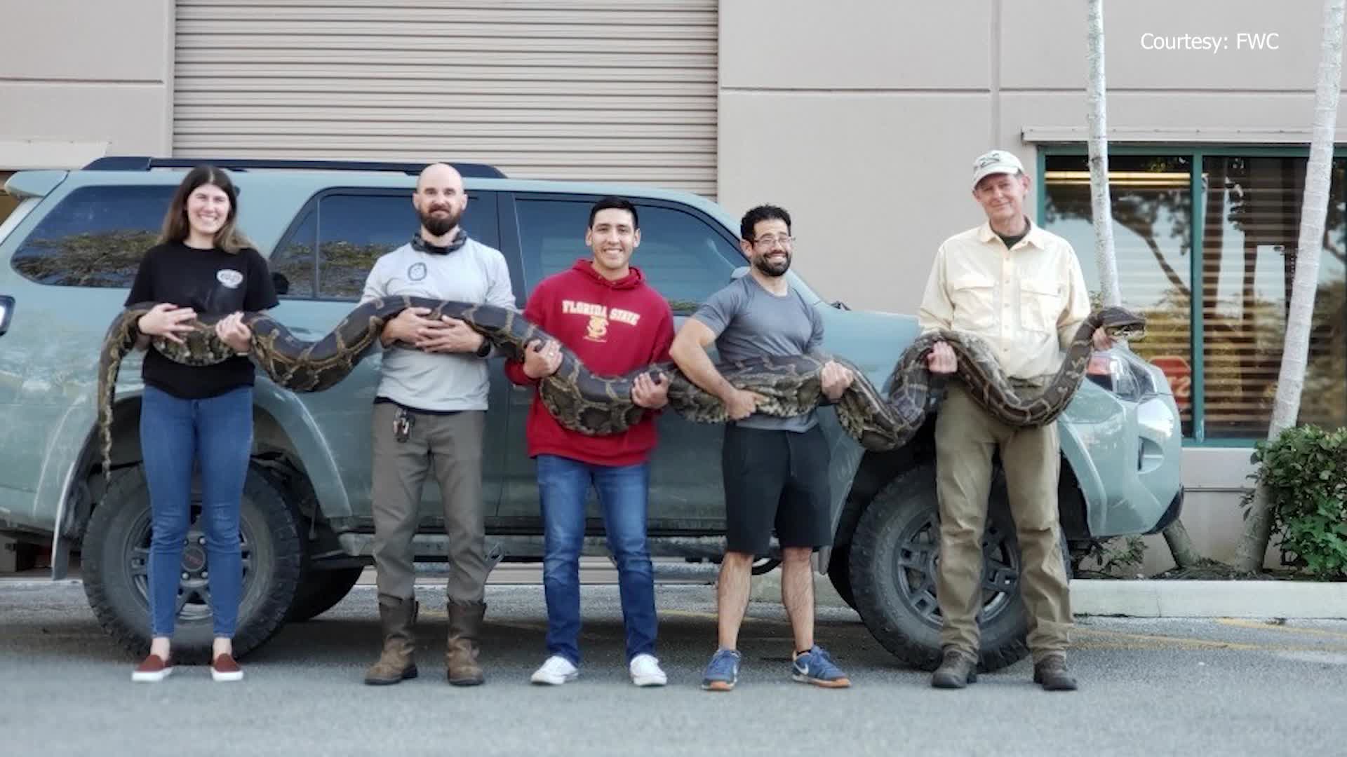 FWC captures one of the largest Burmese pythons to date – WFLA