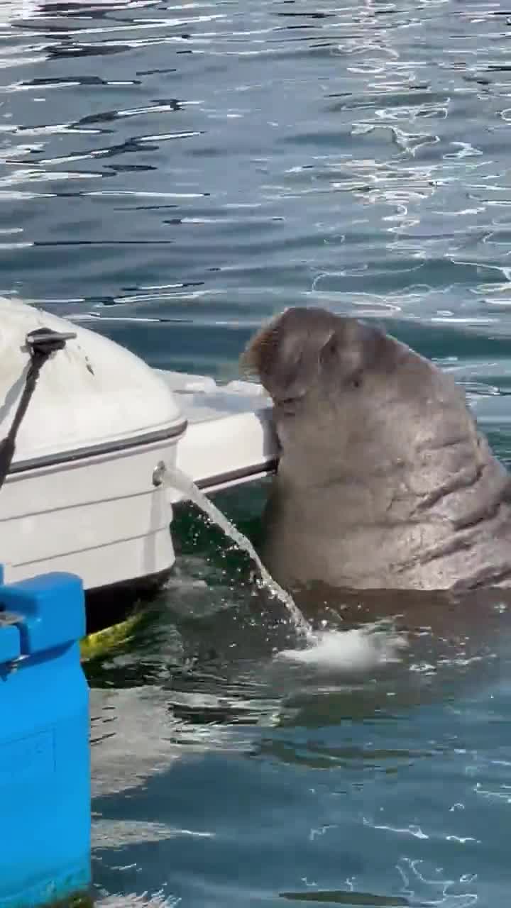 Norway obsessed with Freya, walrus famous for sinking boats – WFLA