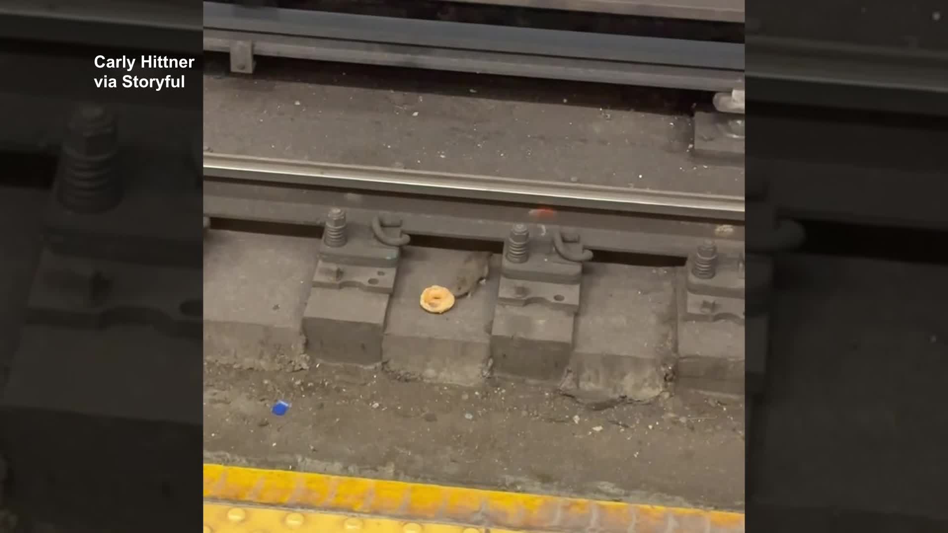 Move over Pizza Rat! Subway donut rat goes viral after sharing food ...