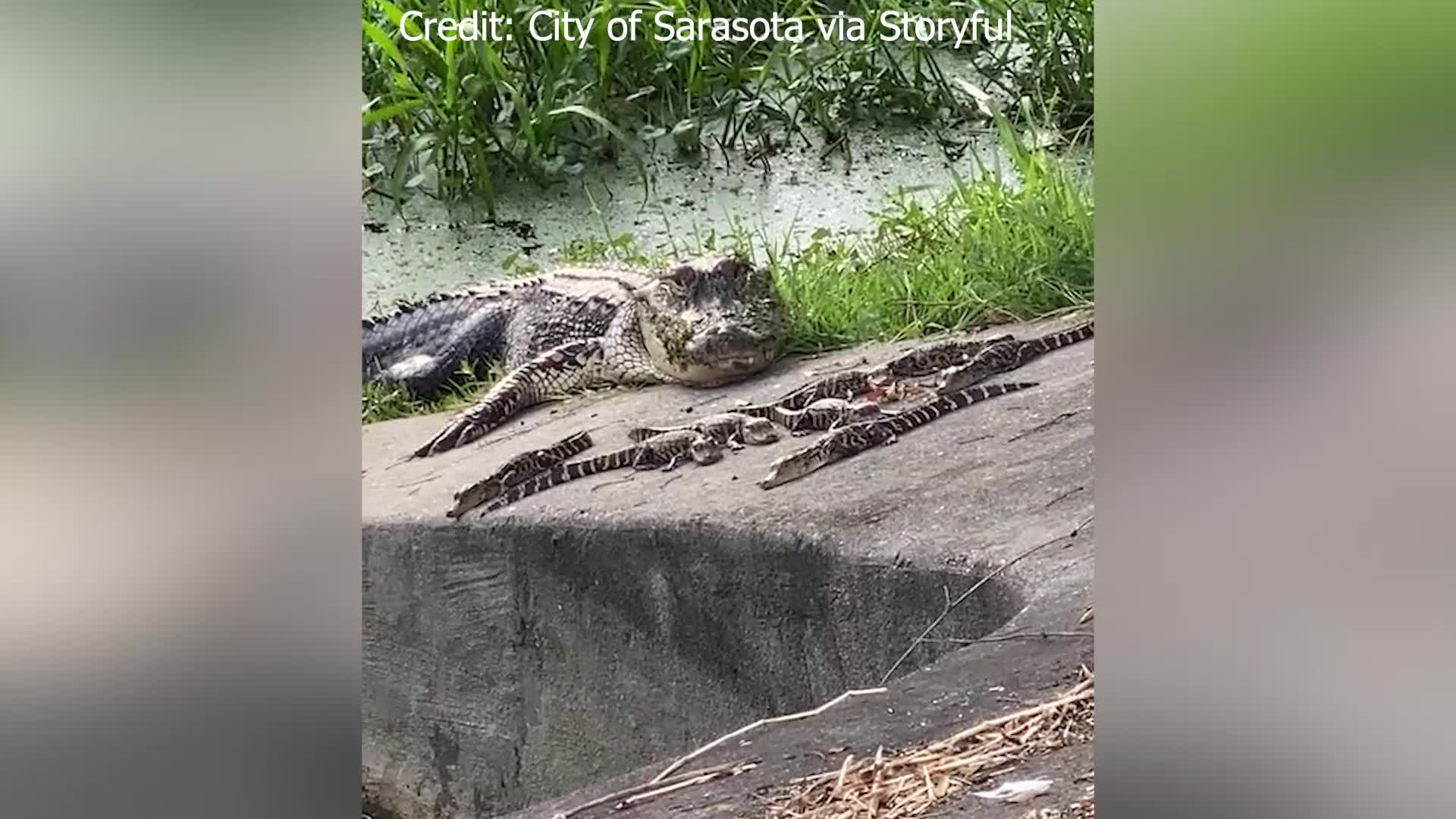 Brood of alligators spotted sunbathing near Sarasota golf course – WFLA