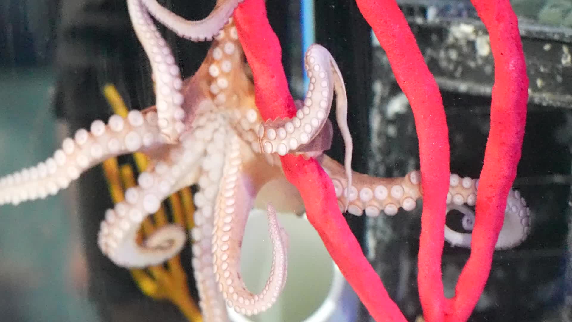 New Octopus exhibit coming to Clearwater Marine Aquarium – WFLA