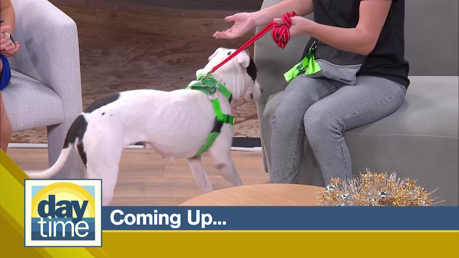 Farron’s Fur-ever Friends Show! | Daytime – WFLA