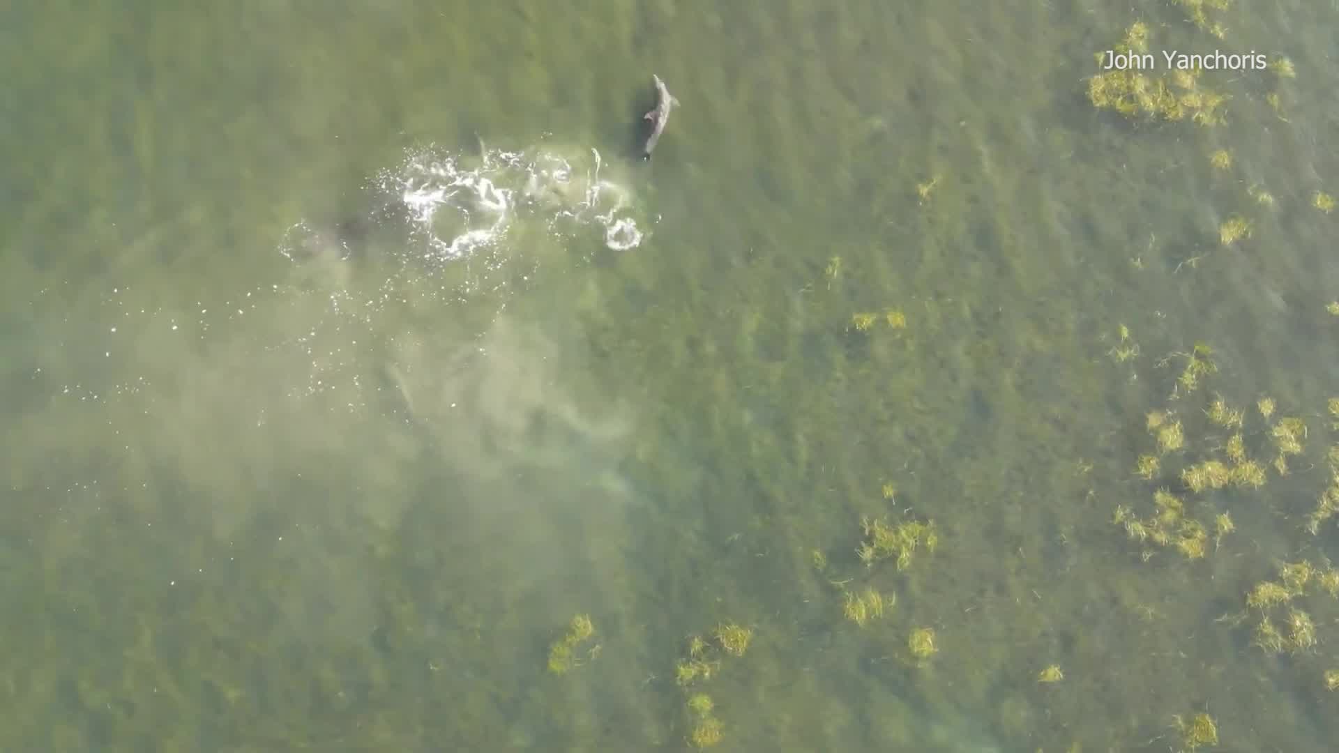 Drone video shows ‘sharks and dolphins playing together’ near Dunedin ...