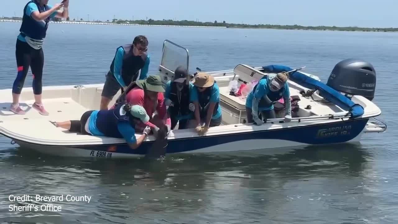Dolphin tangled in crab trap rescued in Florida – WFLA