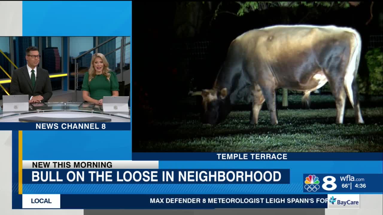 Temple Terrace officers wrangle bull running loose in neighborhood – WFLA
