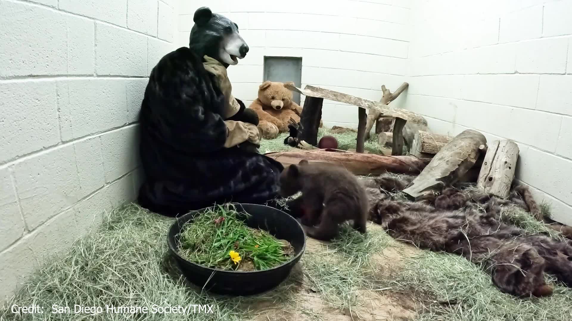 Wildlife workers wear bear suit to care for cub – WFLA