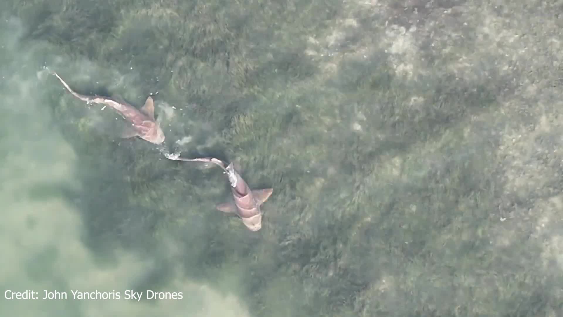 Nurse sharks seen swimming near Honeymoon Island – WFLA