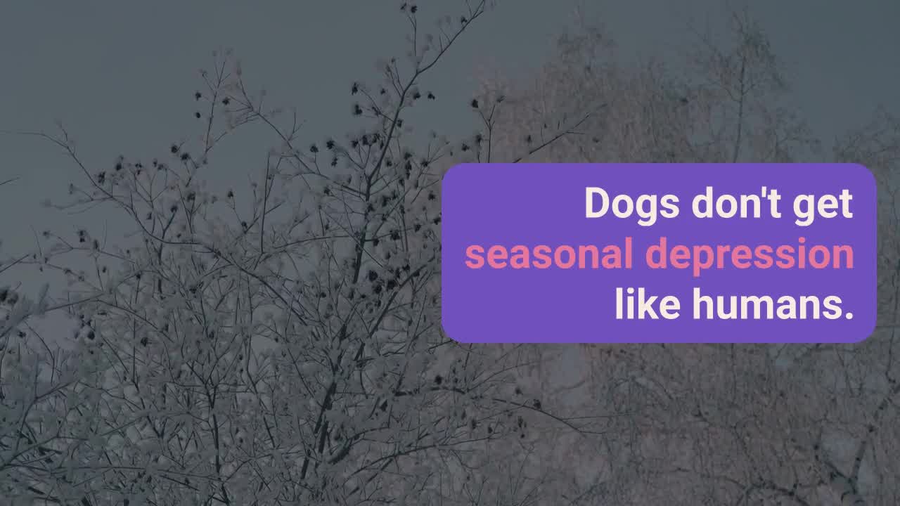 Do dogs get depressed? – WFLA