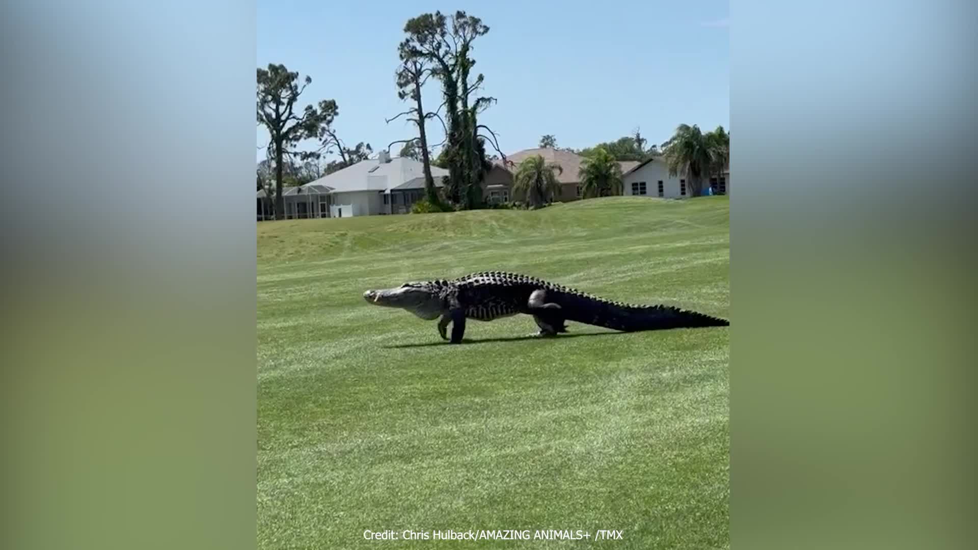 ‘Living amongst dinosaurs’: Large alligator spotted strolling across ...