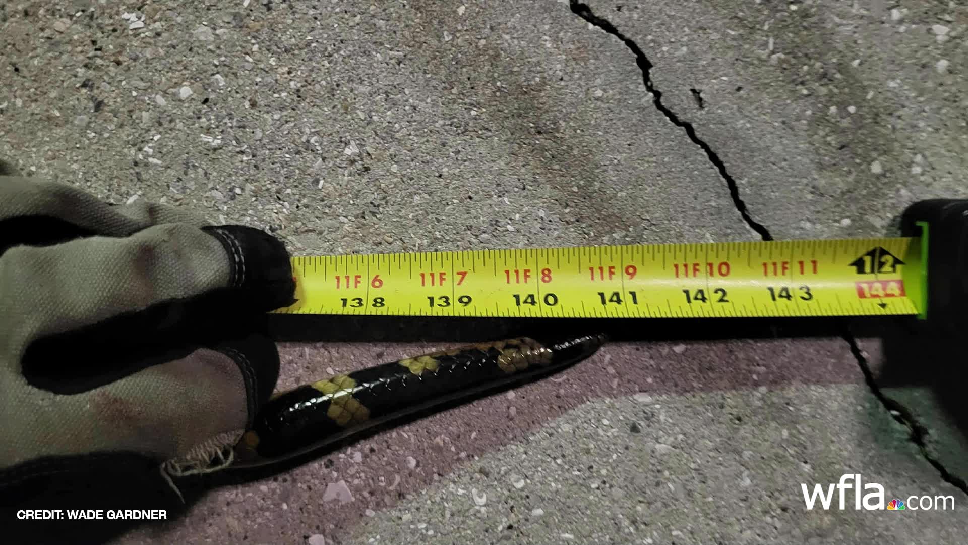 Man finds nearly 12 foot python in Florida neighborhood – WFLA