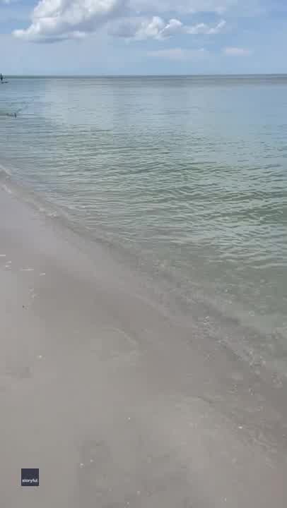 Shark in shallow water swims near sheller on Florida beach – WFLA