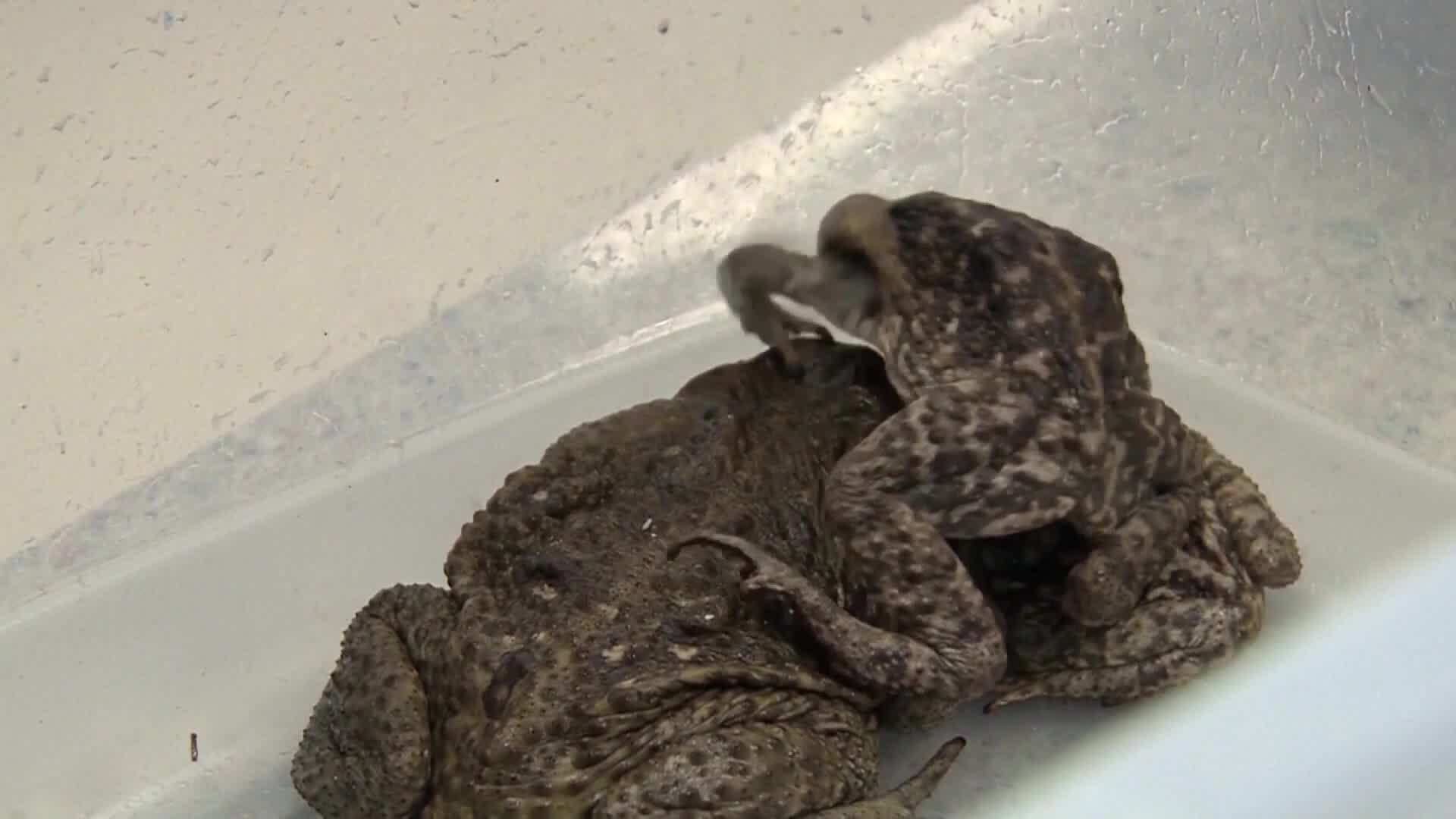 Vet warns cane toads are a deadly threat to dogs – WFLA