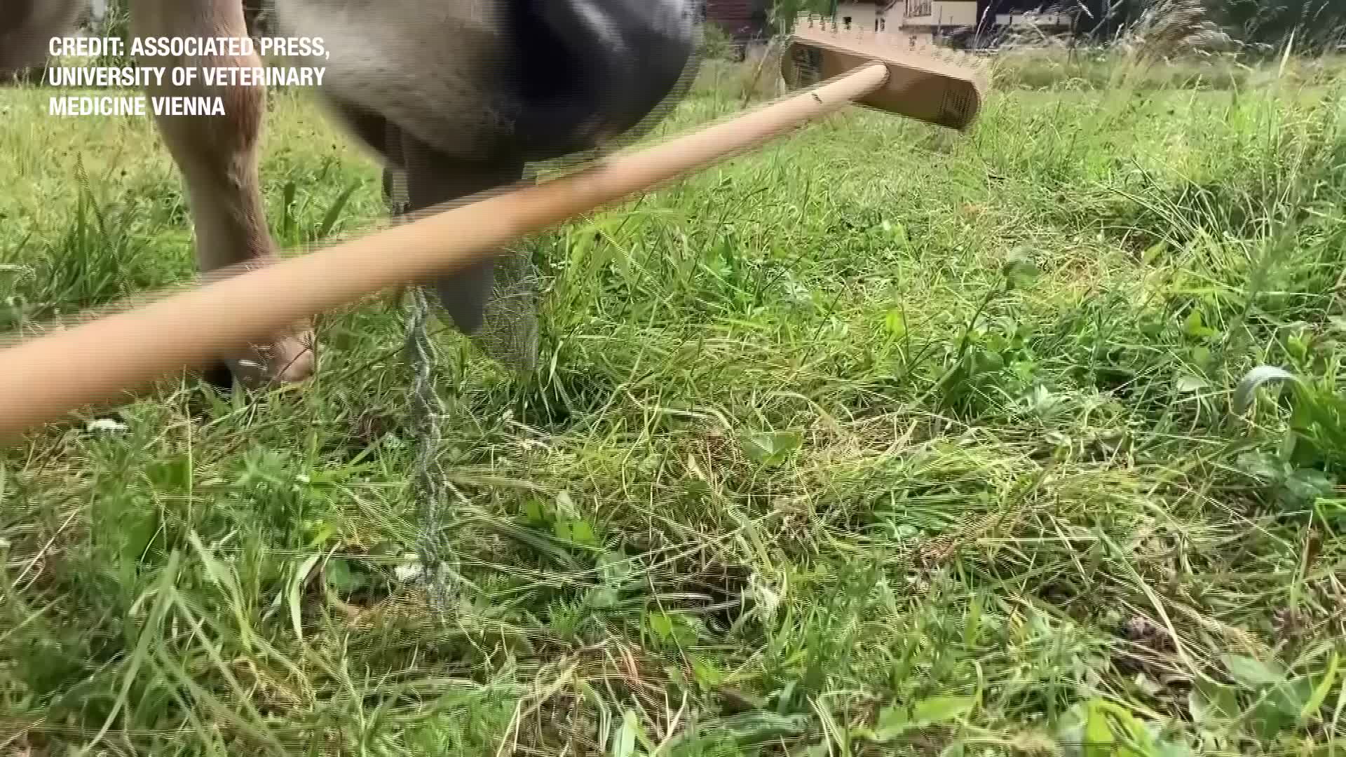 Cow demonstrates clever use of broom, tools to scratch herself – WFLA
