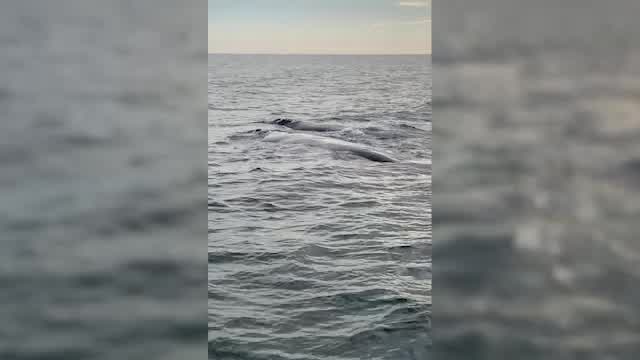 Whales spotted in the Pinellas waters – WFLA