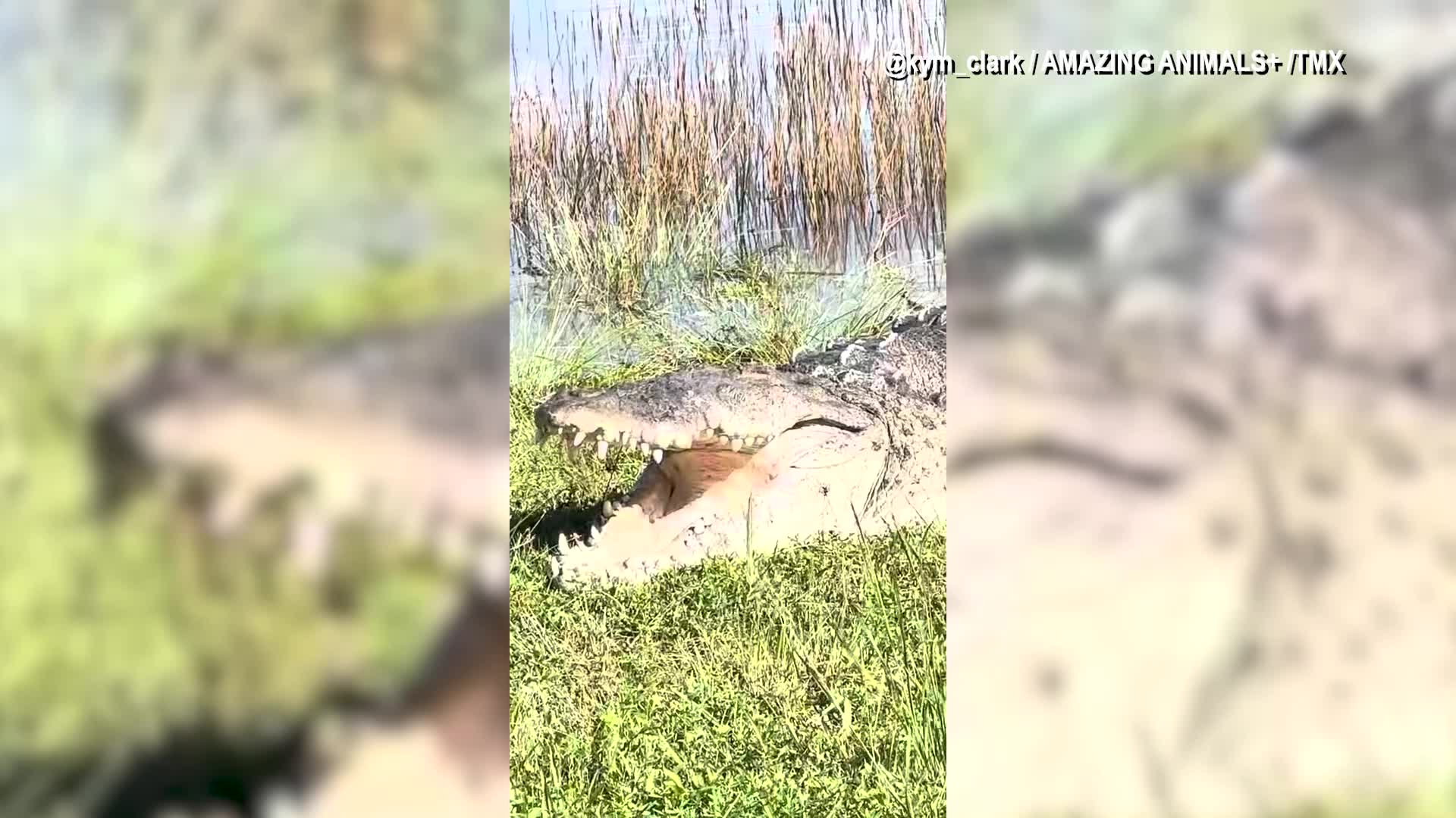 ‘Croczilla’: Massive crocodile spotted in Florida Everglades – WFLA