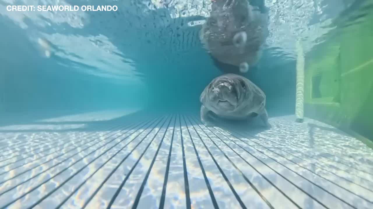 Manatee rescued from storm drain in Florida – WKRG News 5