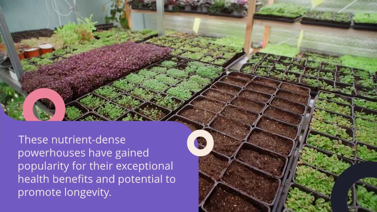 Superfoods for Longevity Big Text – WFLA