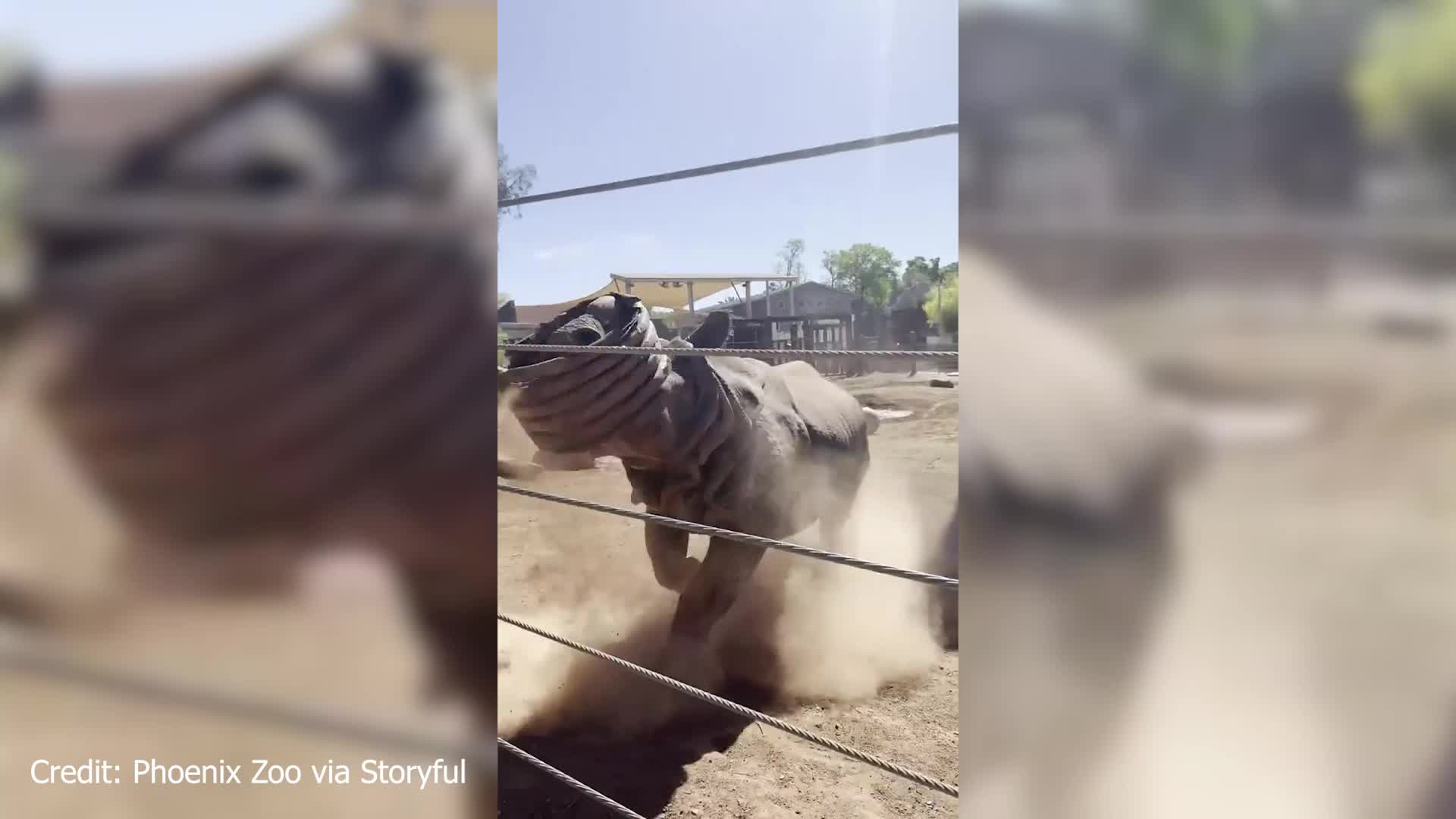 Rhino gets ‘zoomies’ while playing with toy – WFLA